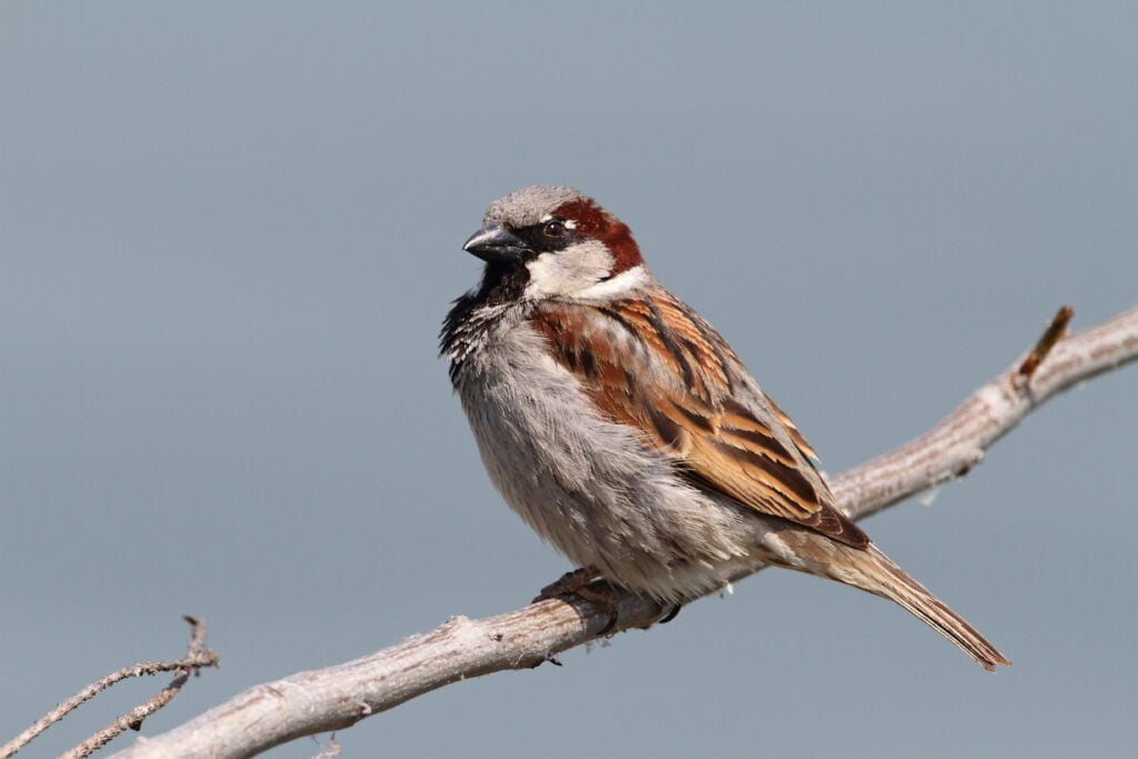 Sparrows in Bulgaria - Camping Veliko Tarnovo